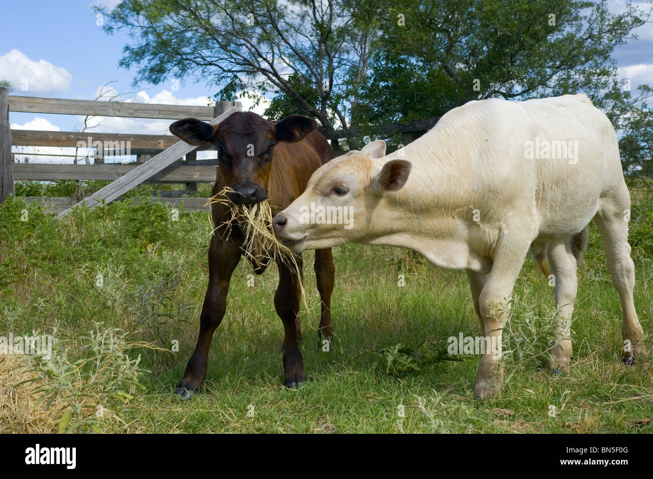 Happy Calves in Texas Stock Photo - Alamy