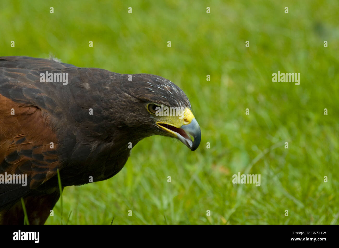 Falconry scotland hi-res stock photography and images - Alamy