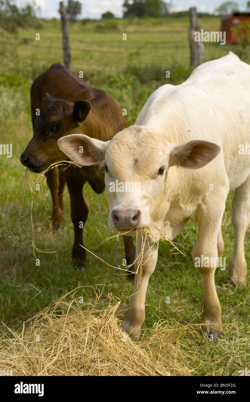 Calves eating hay hi-res stock photography and images - Alamy