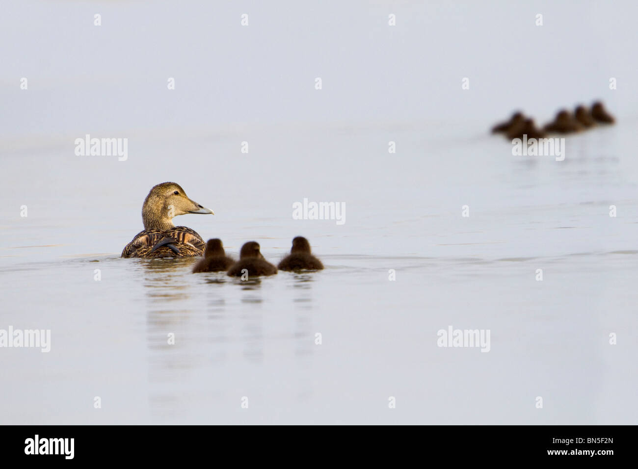 With duck chicks hi-res stock photography and images - Alamy
