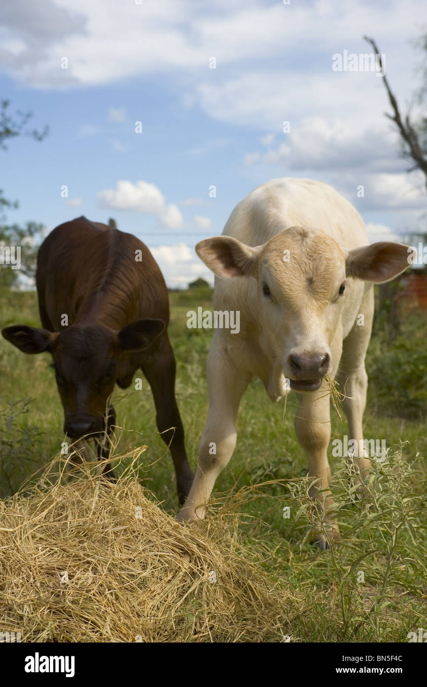 Calves in texas field hi-res stock photography and images - Alamy