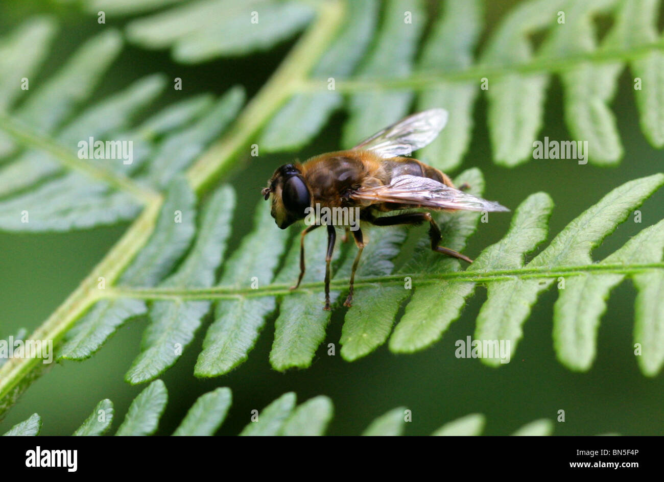 Female common hover fly hi-res stock photography and images - Alamy