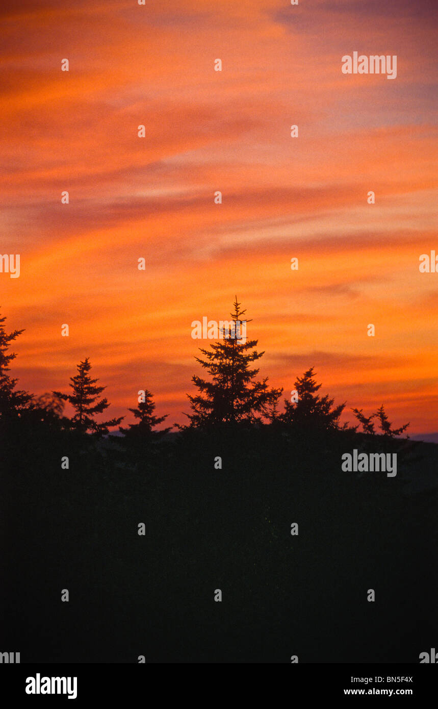 early evening sunset trees Stock Photo - Alamy