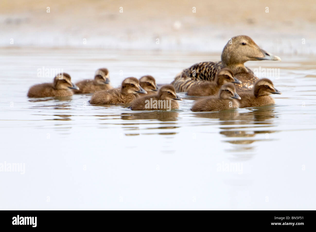Eider duck chicks hi-res stock photography and images - Alamy