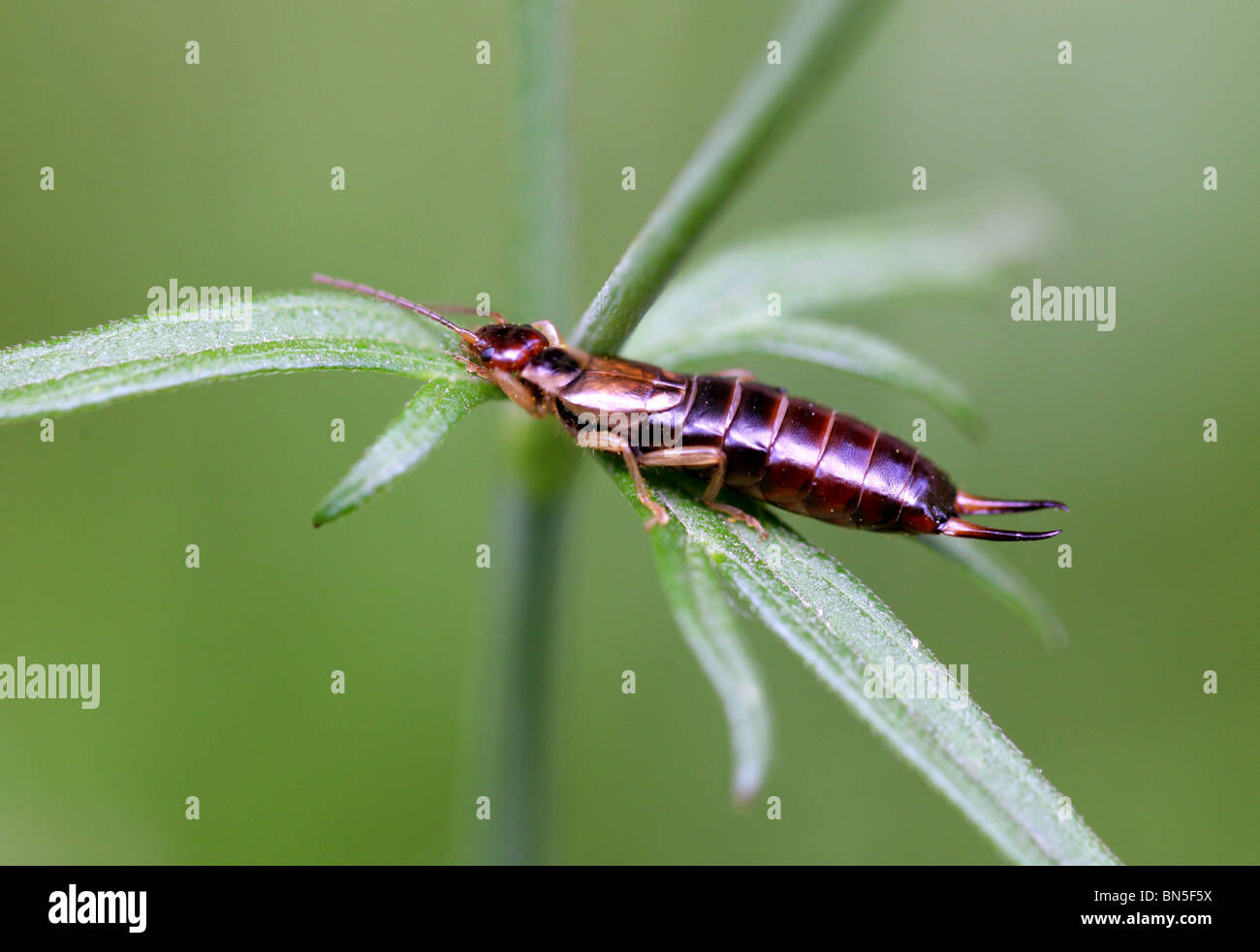 Earwig High Resolution Stock Photography and Images - Alamy