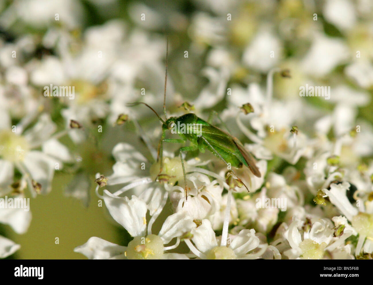 Capsid bugs hi-res stock photography and images - Alamy