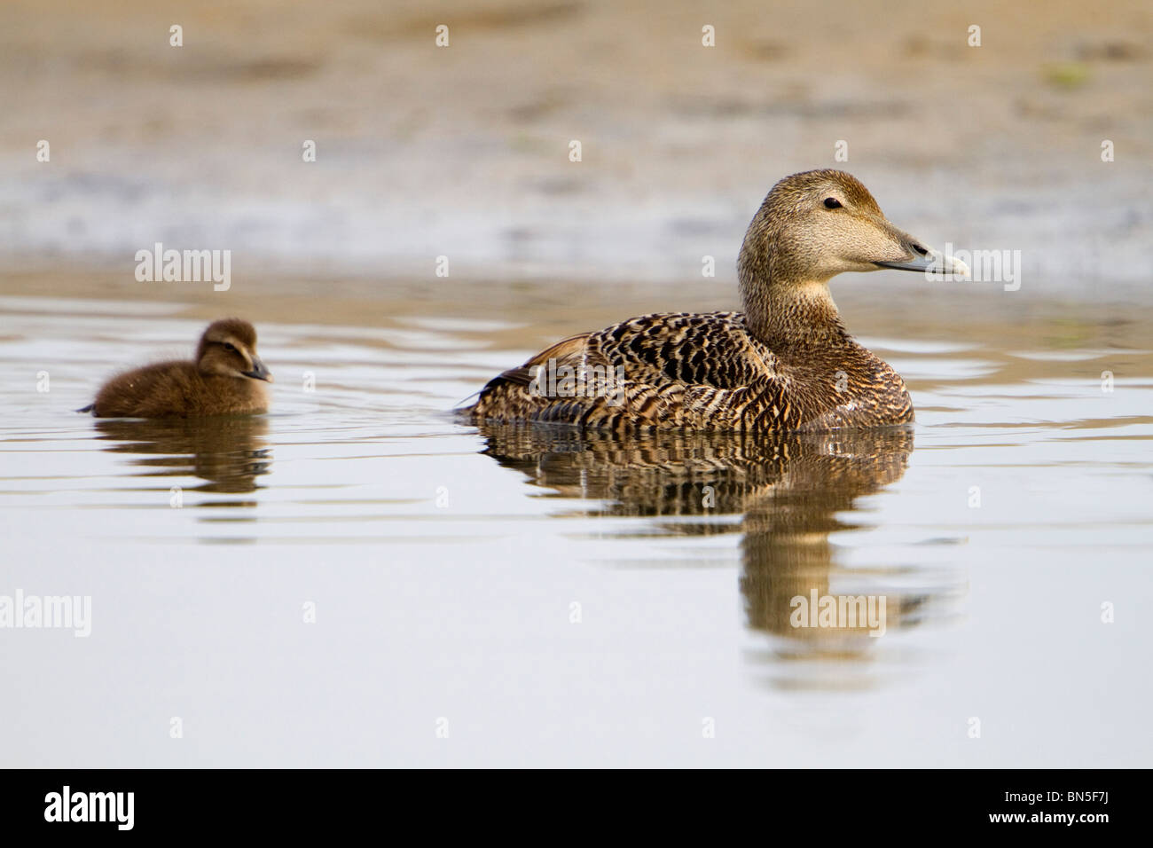Eider; Somateria mollissima; female duck with chick Stock Photo - Alamy