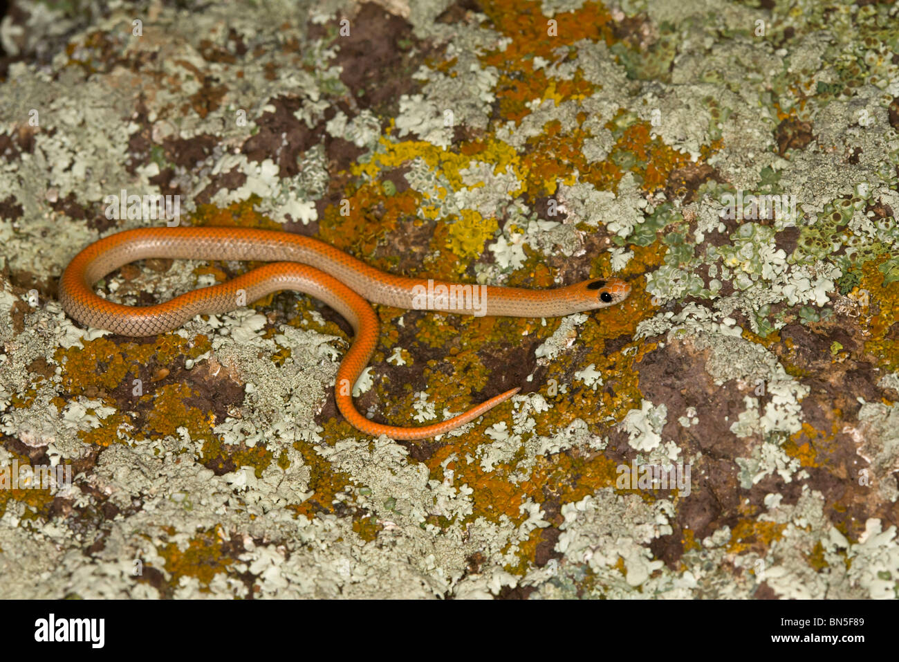 Groundsnake hi-res stock photography and images - Alamy