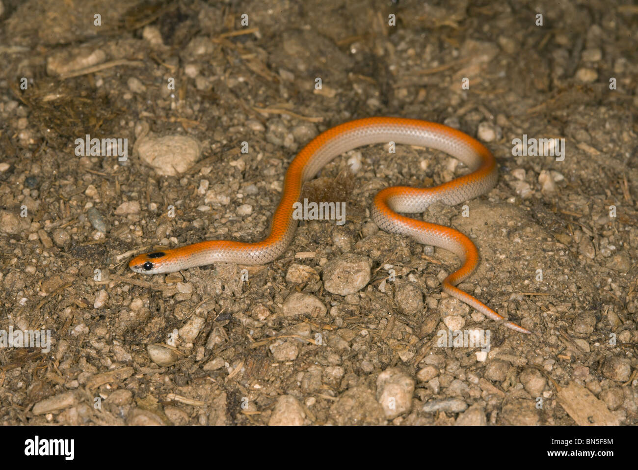 Groundsnake hi-res stock photography and images - Alamy
