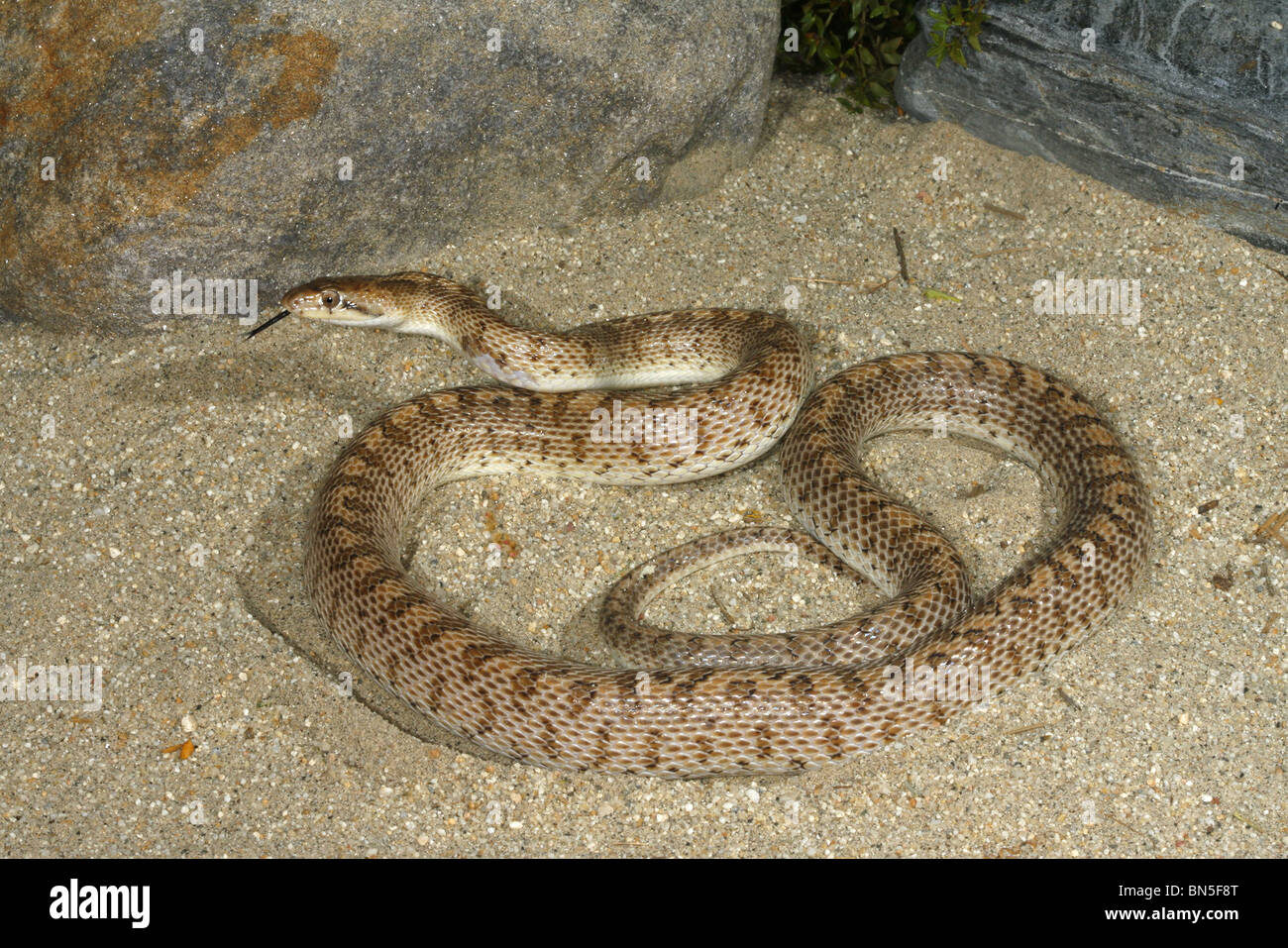 Glossy snake hi-res stock photography and images - Alamy