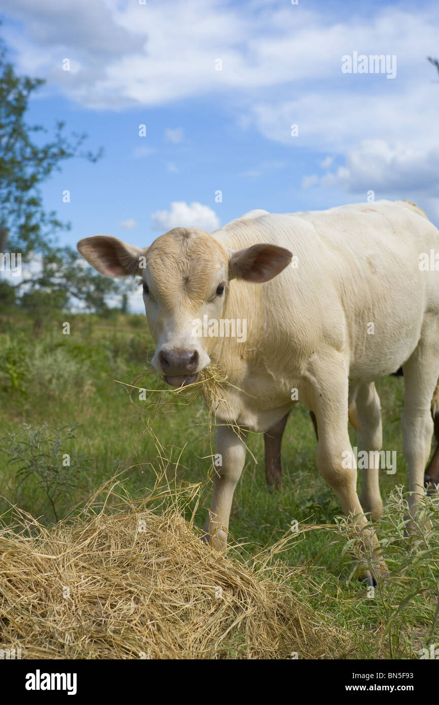 White Baby Calf Stock Photo - Alamy
