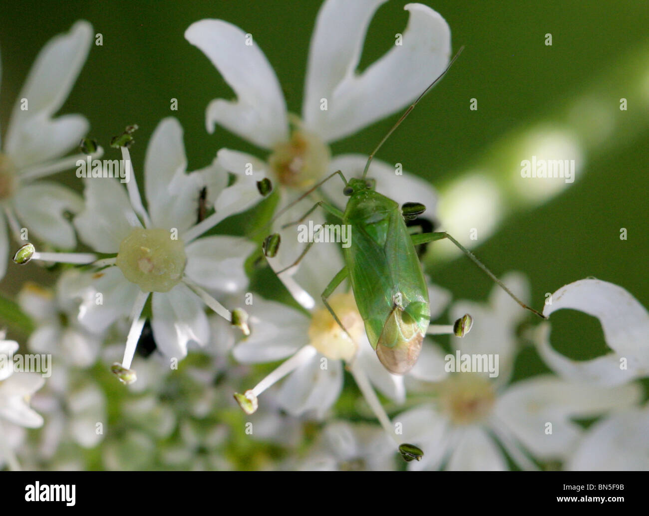 Common Green Capsid Bug, Lygocoris pabulinus, Miridae, Heteroptera ...