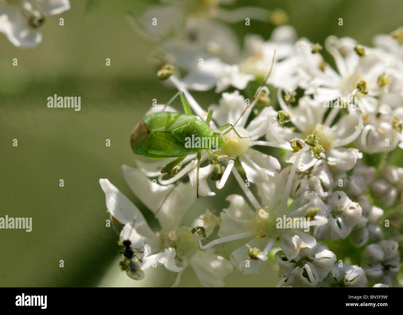 Capsid bug hi-res stock photography and images - Alamy