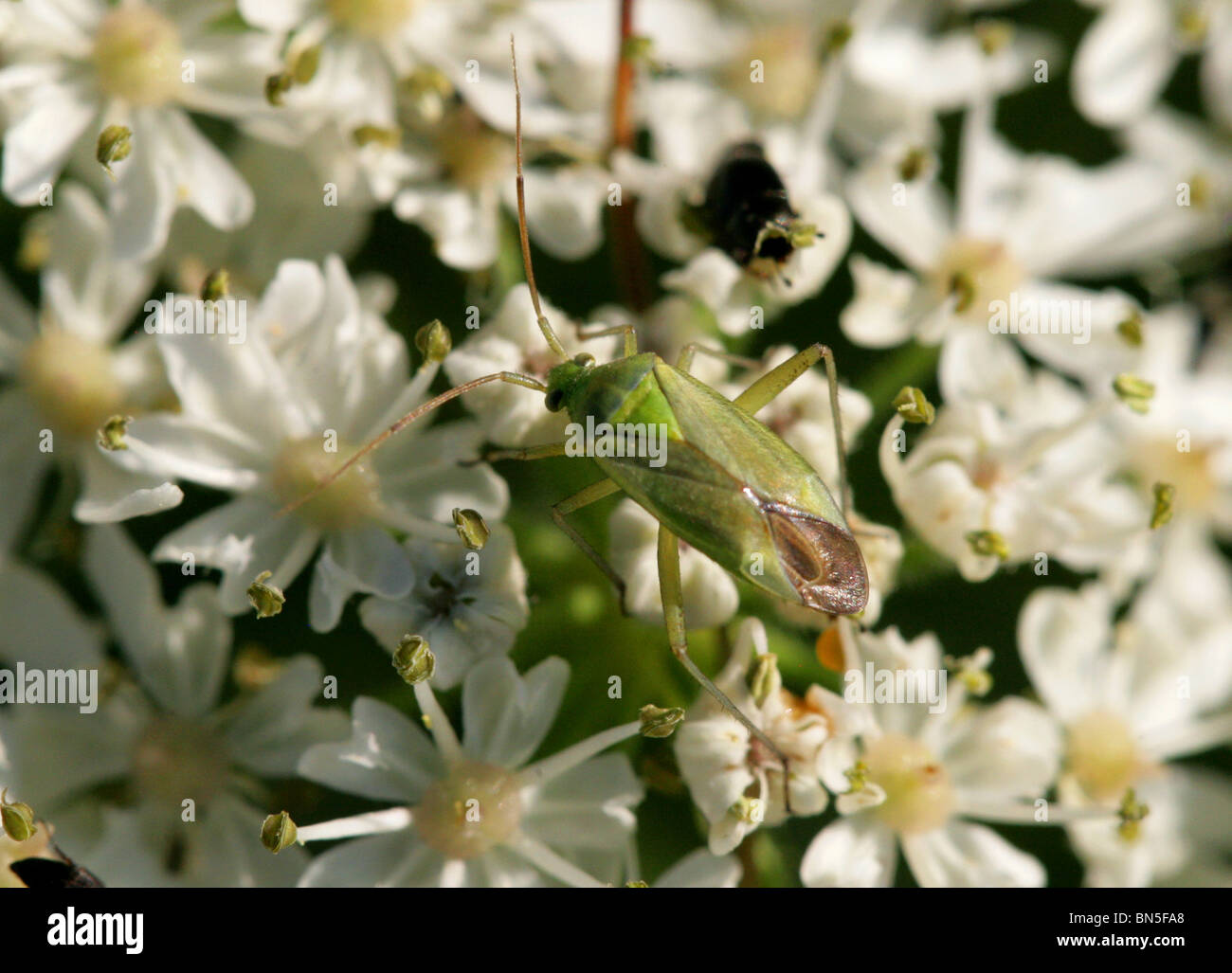 Common Green Capsid Bug, Lygocoris pabulinus, Miridae, Heteroptera ...