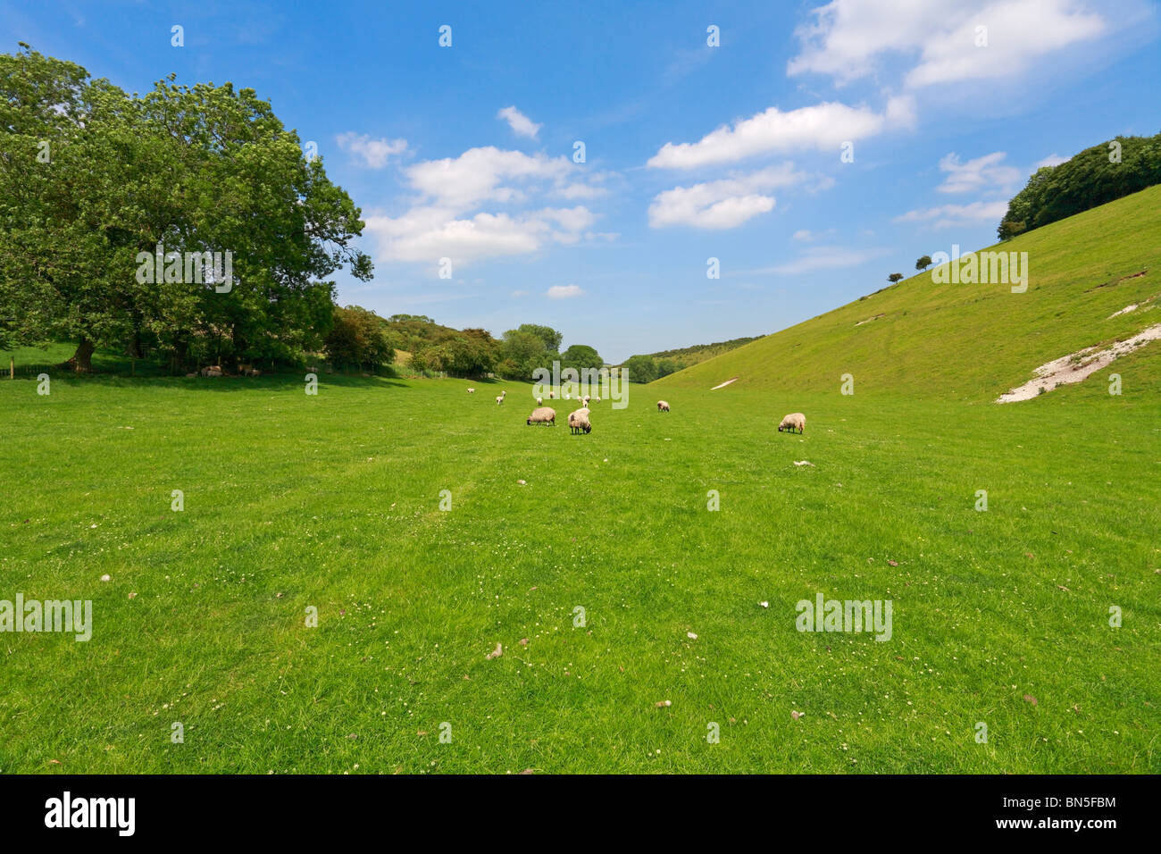 Sheep in Brubber Dale near Fridaythorpe in the Yorkshire Wolds, North ...