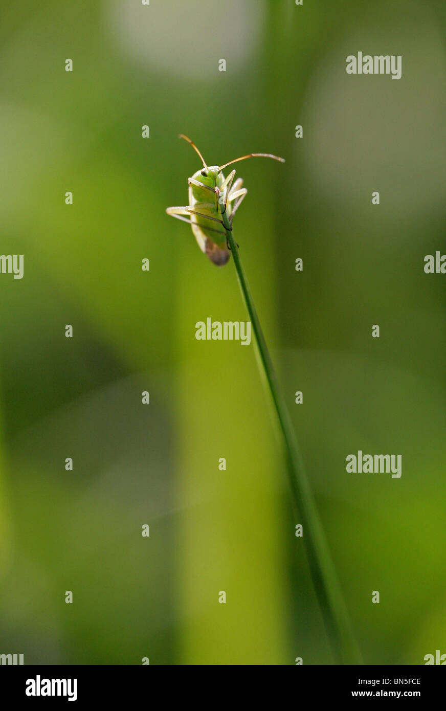 Common Green Capsid Bug, Lygocoris pabulinus, Miridae, Heteroptera ...