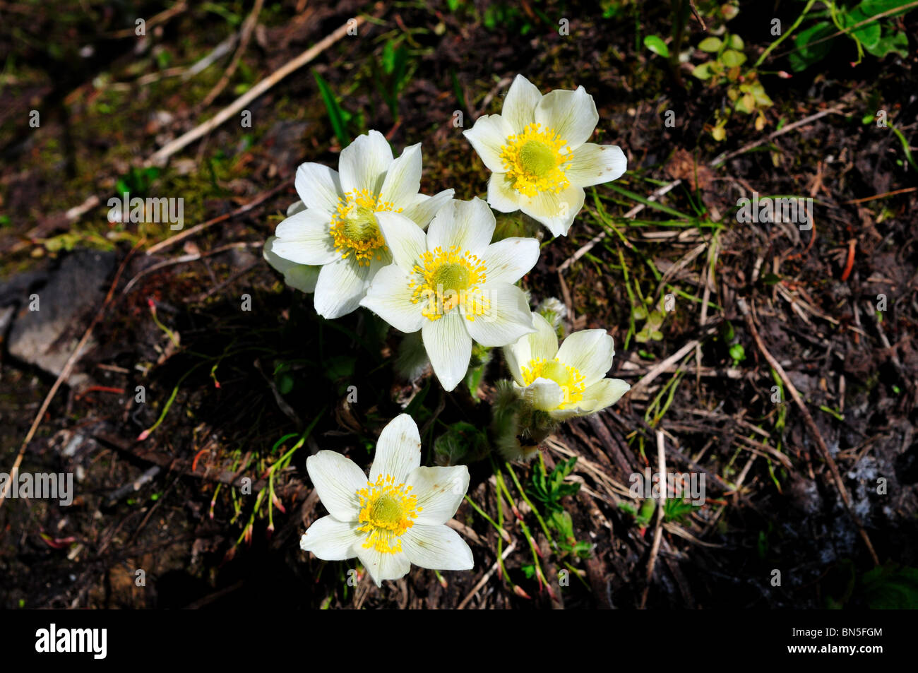 Anemone flowers. Banff National Park, Alberta, Canada Stock Photo - Alamy