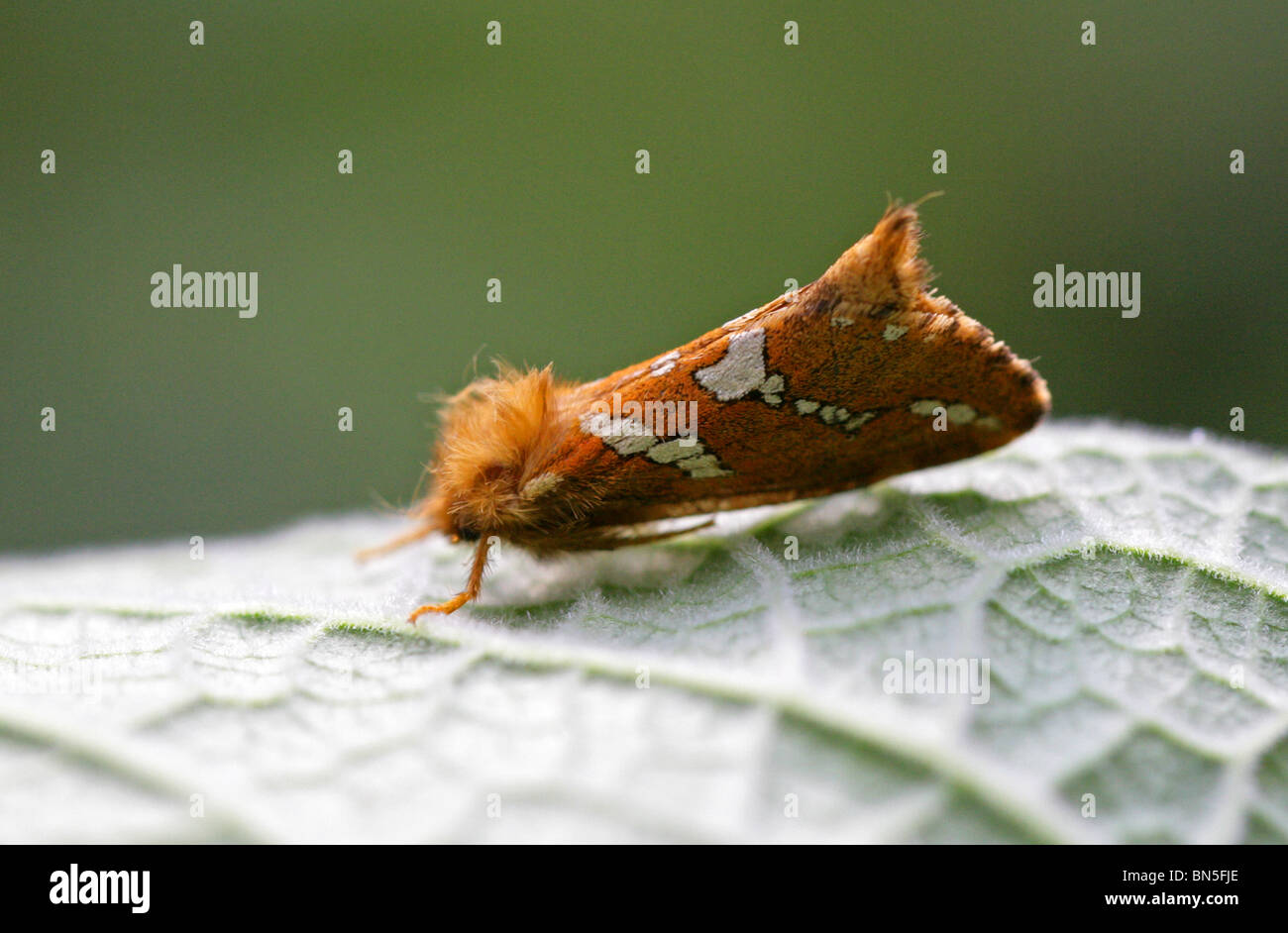 Gold Swift Moth, Hepialus hecta, Hepialidae, Lepidoptera Stock Photo ...