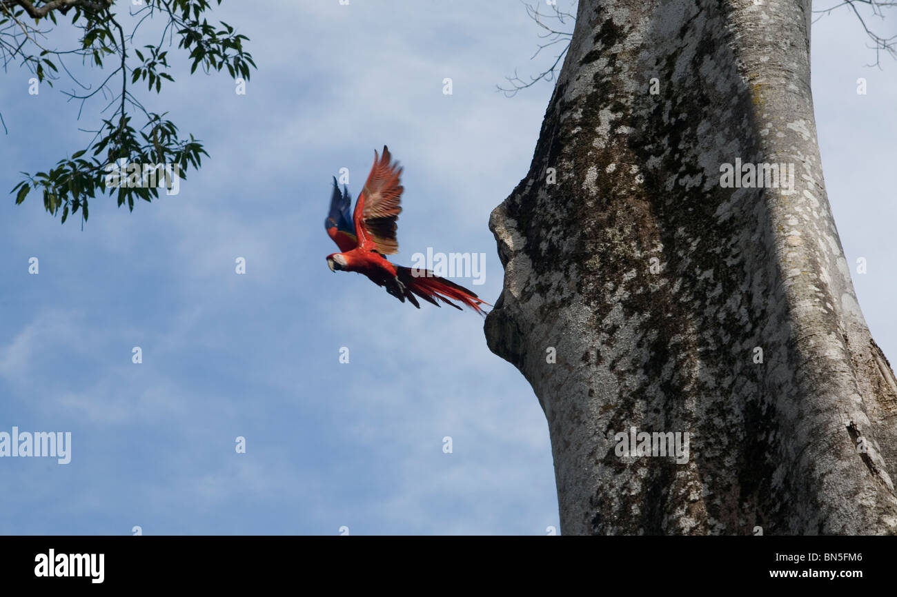 Scarlet Macaw flies out of its nest made in the hole of a tree in the ...