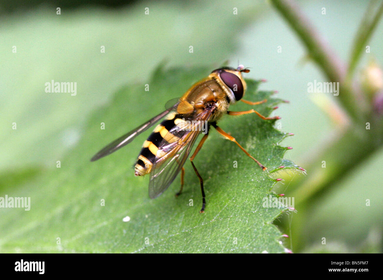 Current Hoverfly, Syrphus ribesii, Syrphidae, Diptera. Syn. Musca ...