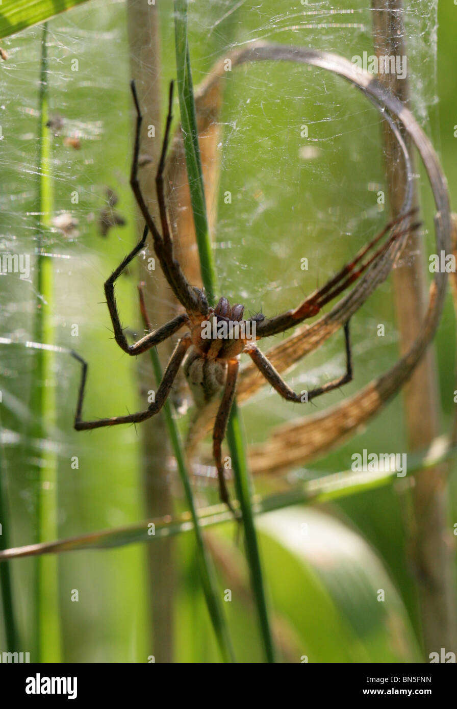 Nursery Web Spider, Pisaura mirabilis, Pisauridae, Araneae, Arachnida ...