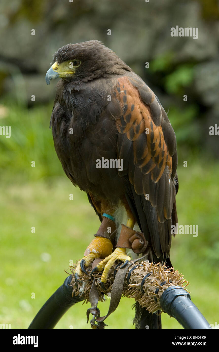 Falconry scotland hi-res stock photography and images - Alamy