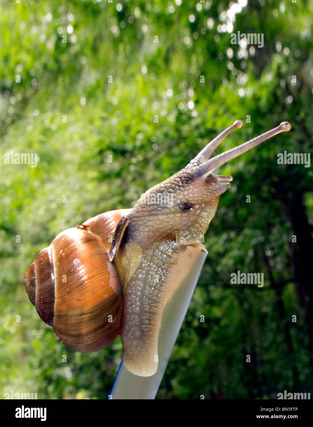 Snail on plastic straw Stock Photo - Alamy
