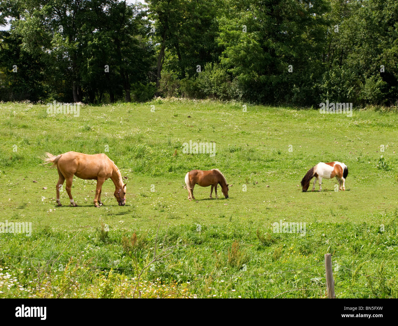 Grazing horses hi-res stock photography and images - Alamy
