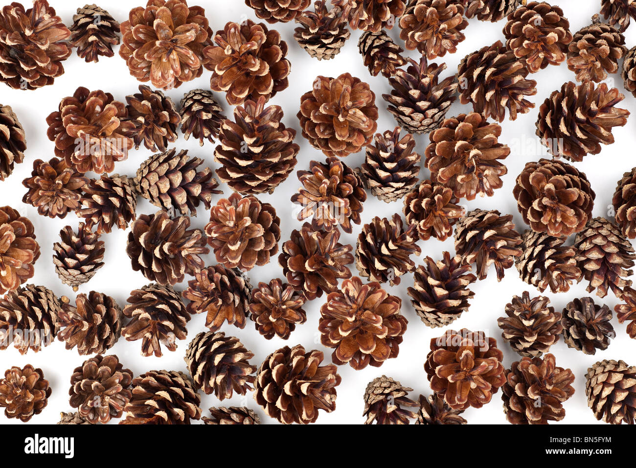 Pile of cones hi-res stock photography and images - Alamy