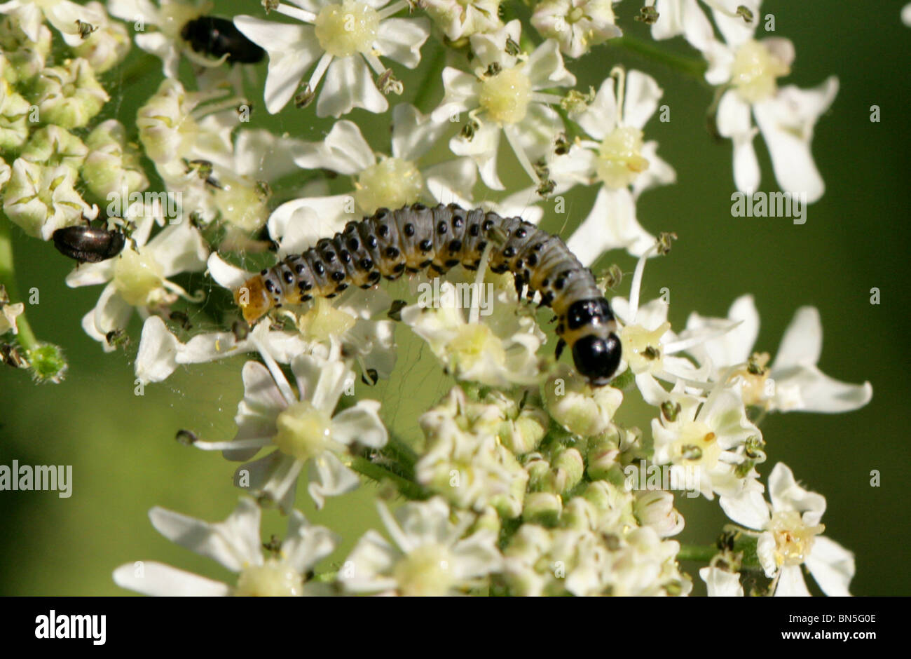 Pastinacella hi-res stock photography and images - Alamy