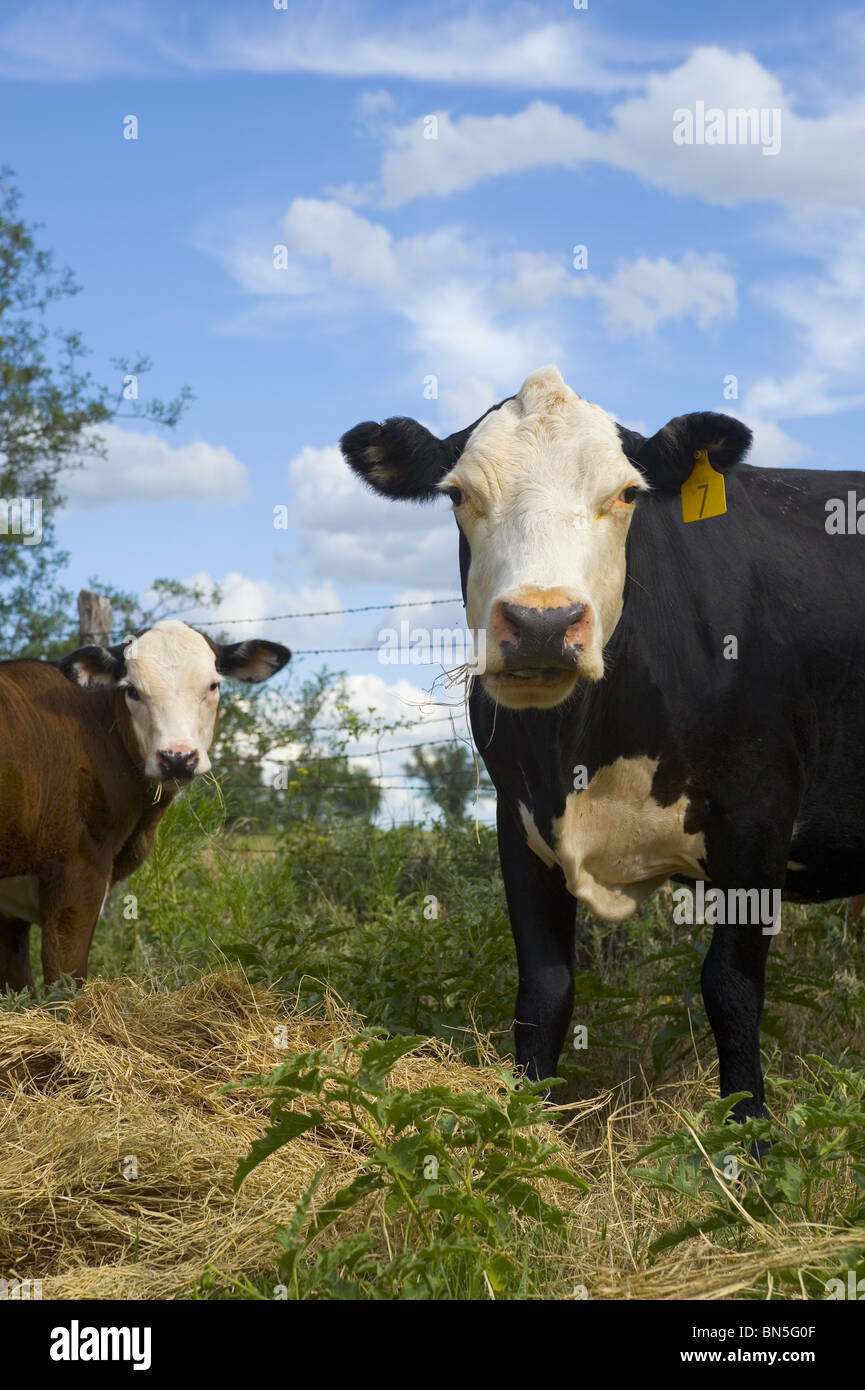 Cow Having Lunch Stock Photo - Alamy