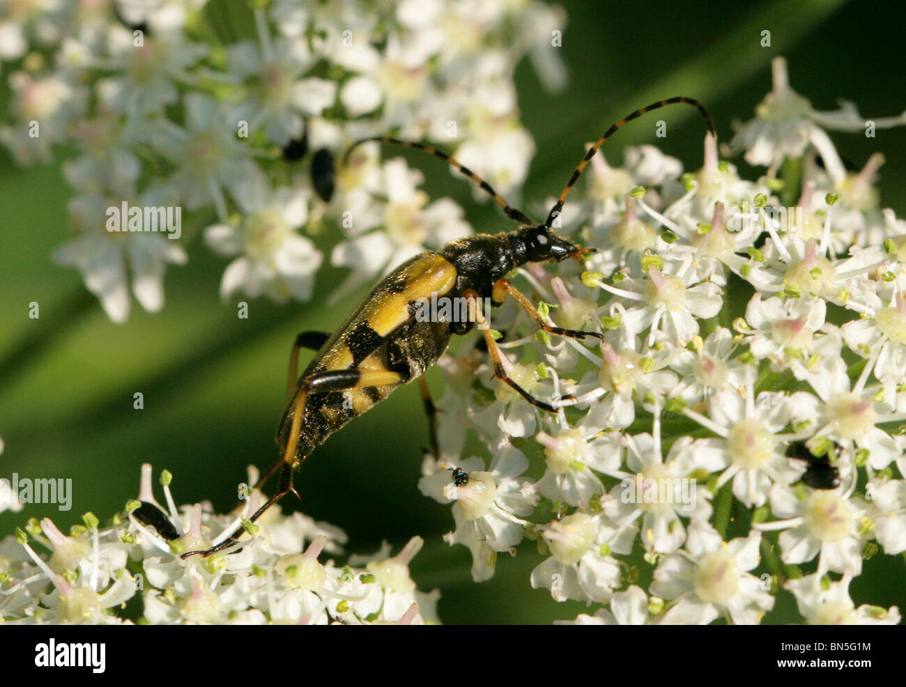 Long-horned Beetle, Rutpela maculata maculata, Cerambycidae, syn ...
