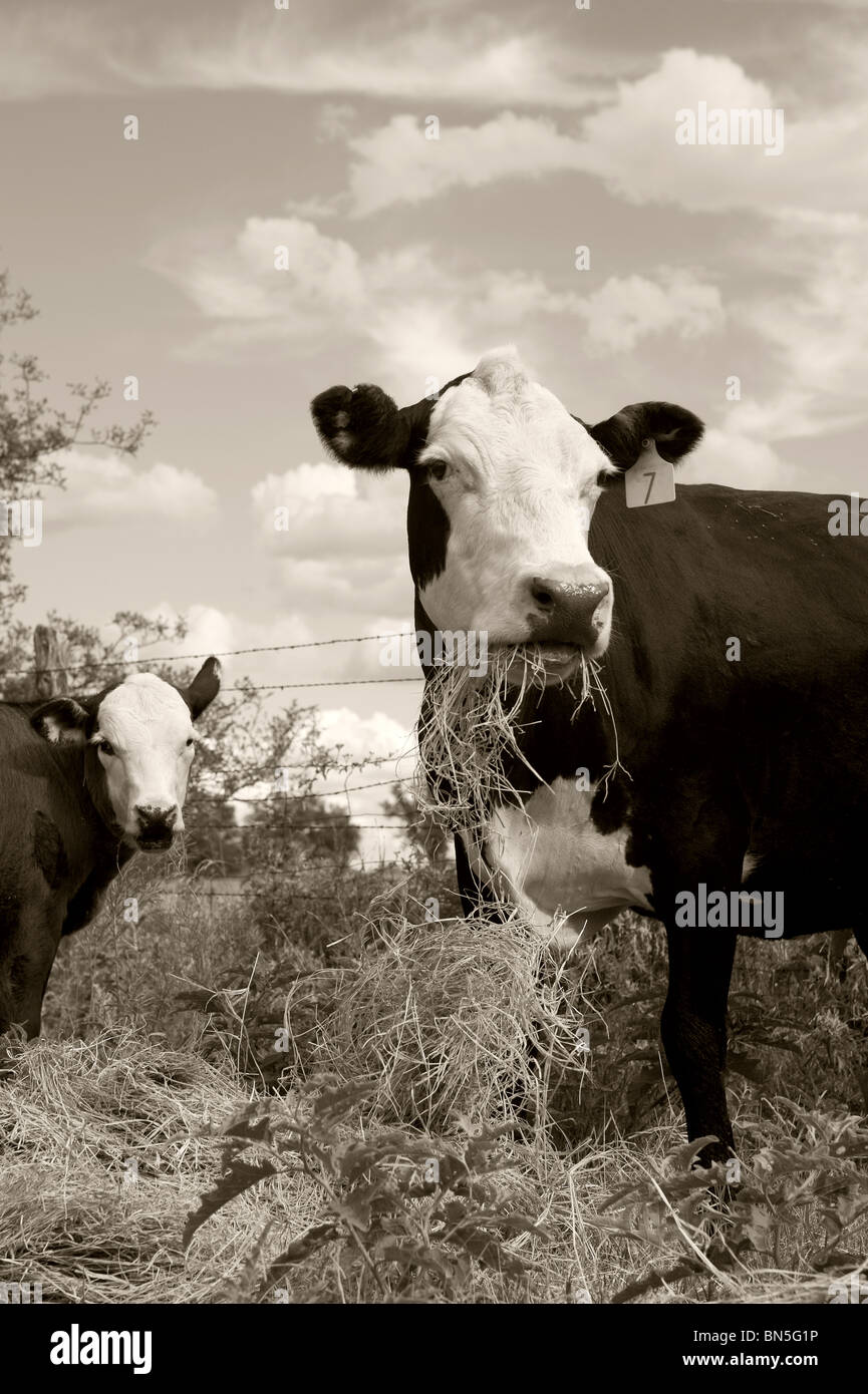 Cow and Calf Having Lunch Stock Photo - Alamy
