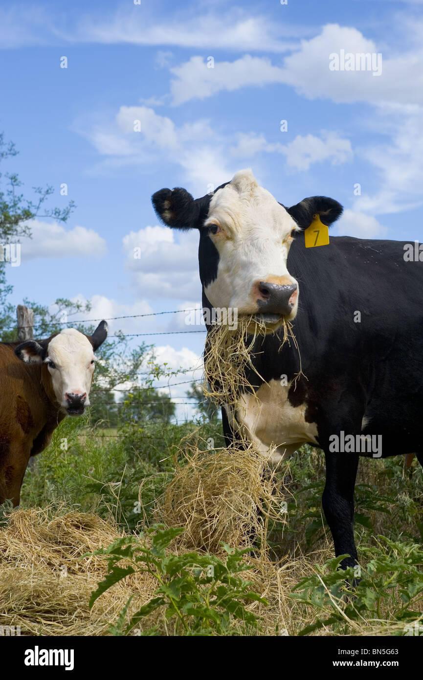 Calf and Cow Having Lunch Stock Photo - Alamy