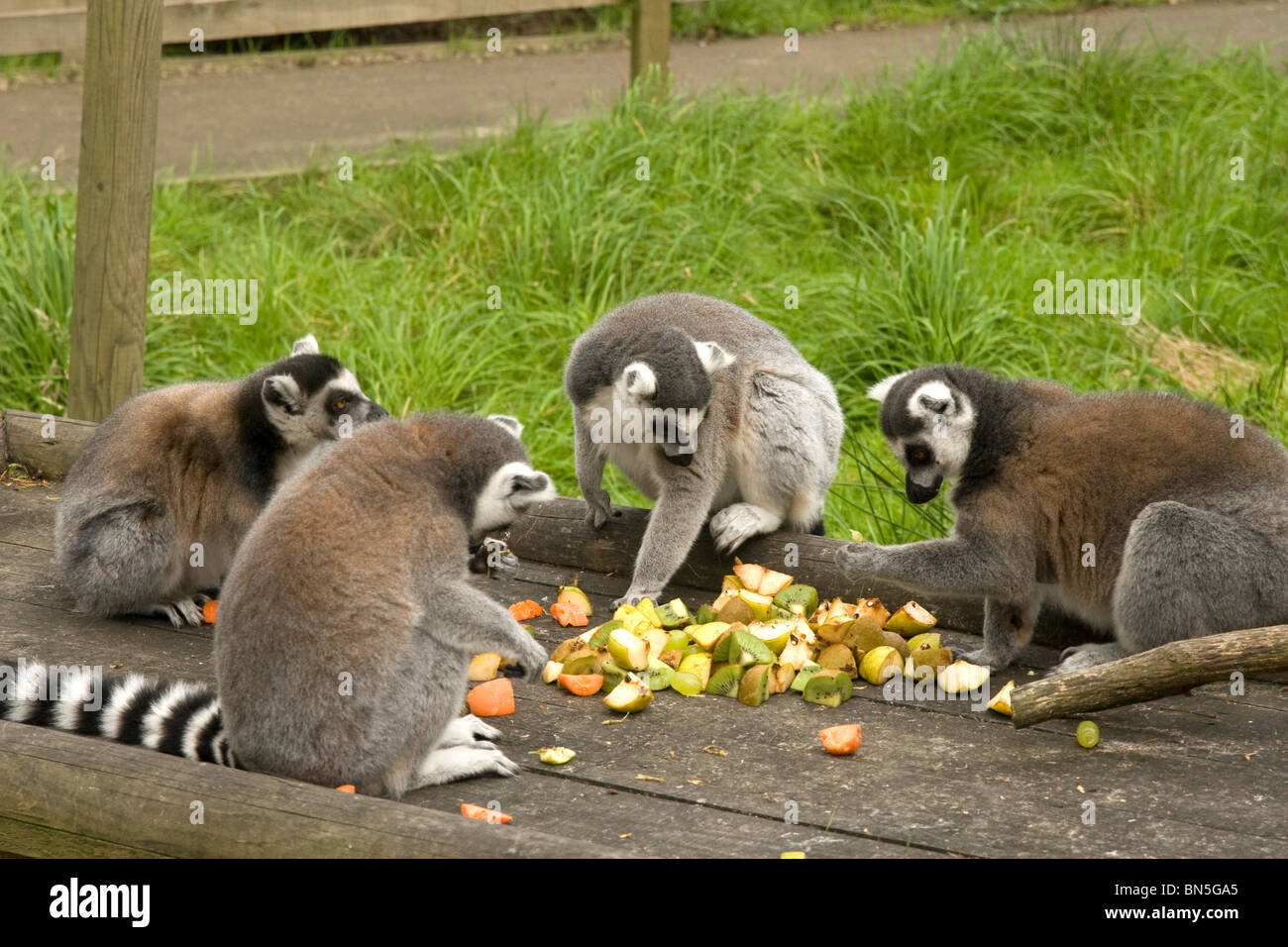 Lemur feeding fruit hi-res stock photography and images - Alamy