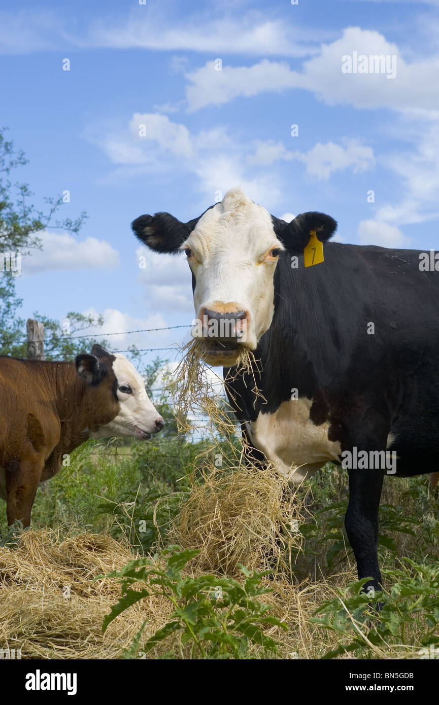 Big Cow and Little Calf Having Lunch Stock Photo - Alamy