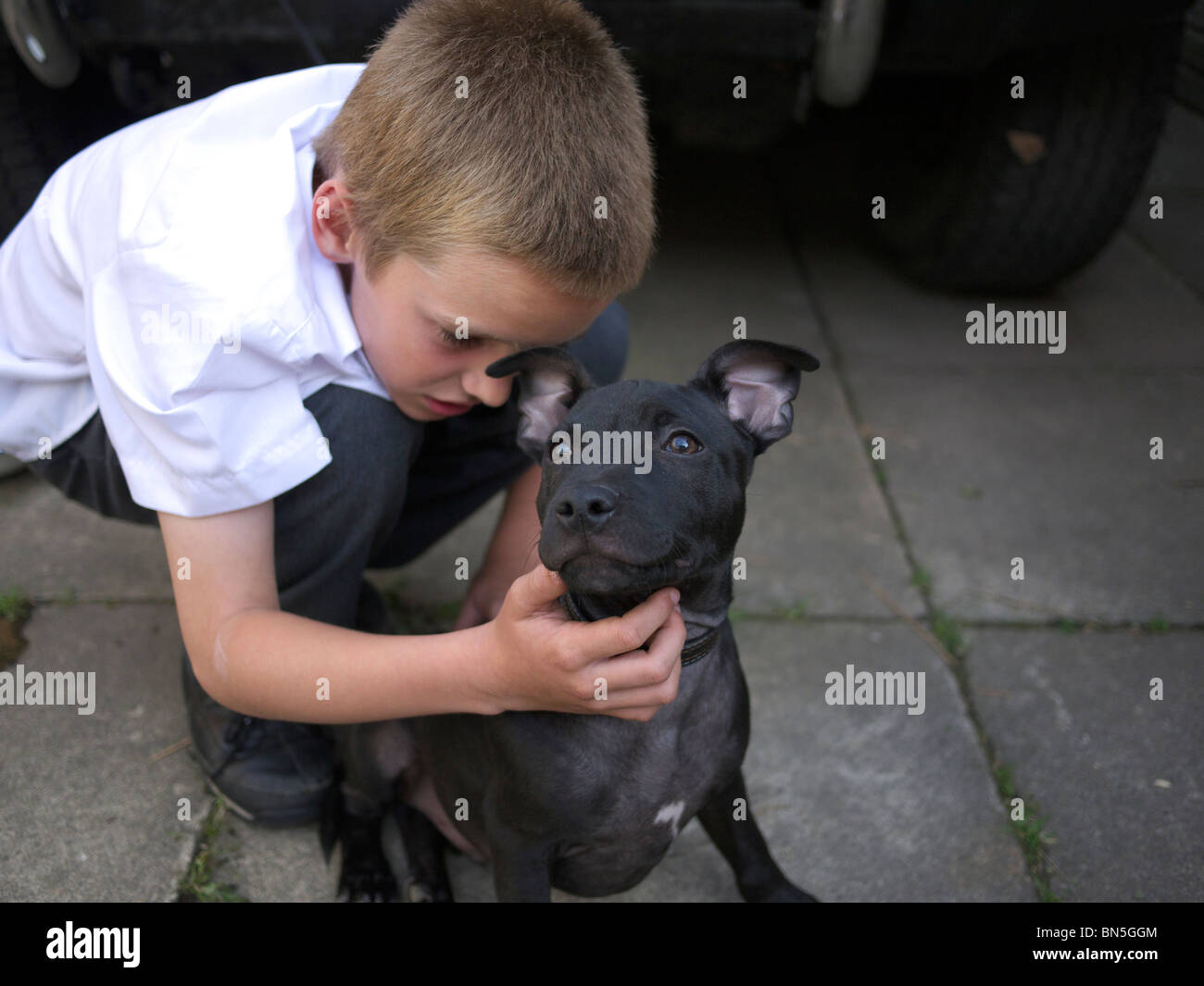 Young boy with Staffordshire Bull Terrier, England, UK Stock Photo - Alamy