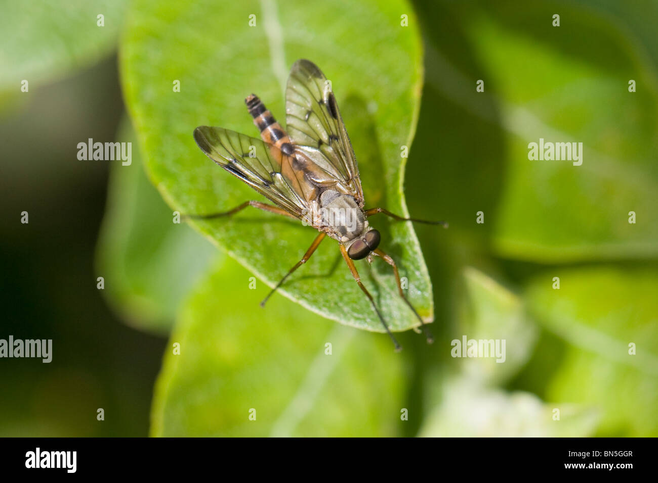 Snipe flies hi-res stock photography and images - Alamy