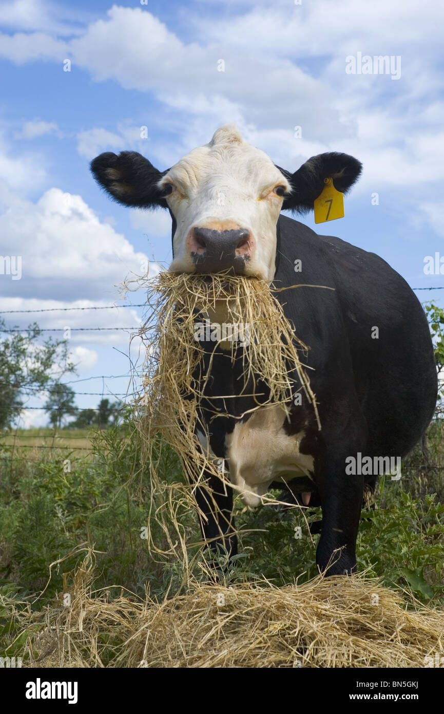 Cow Having Lunch Stock Photo - Alamy