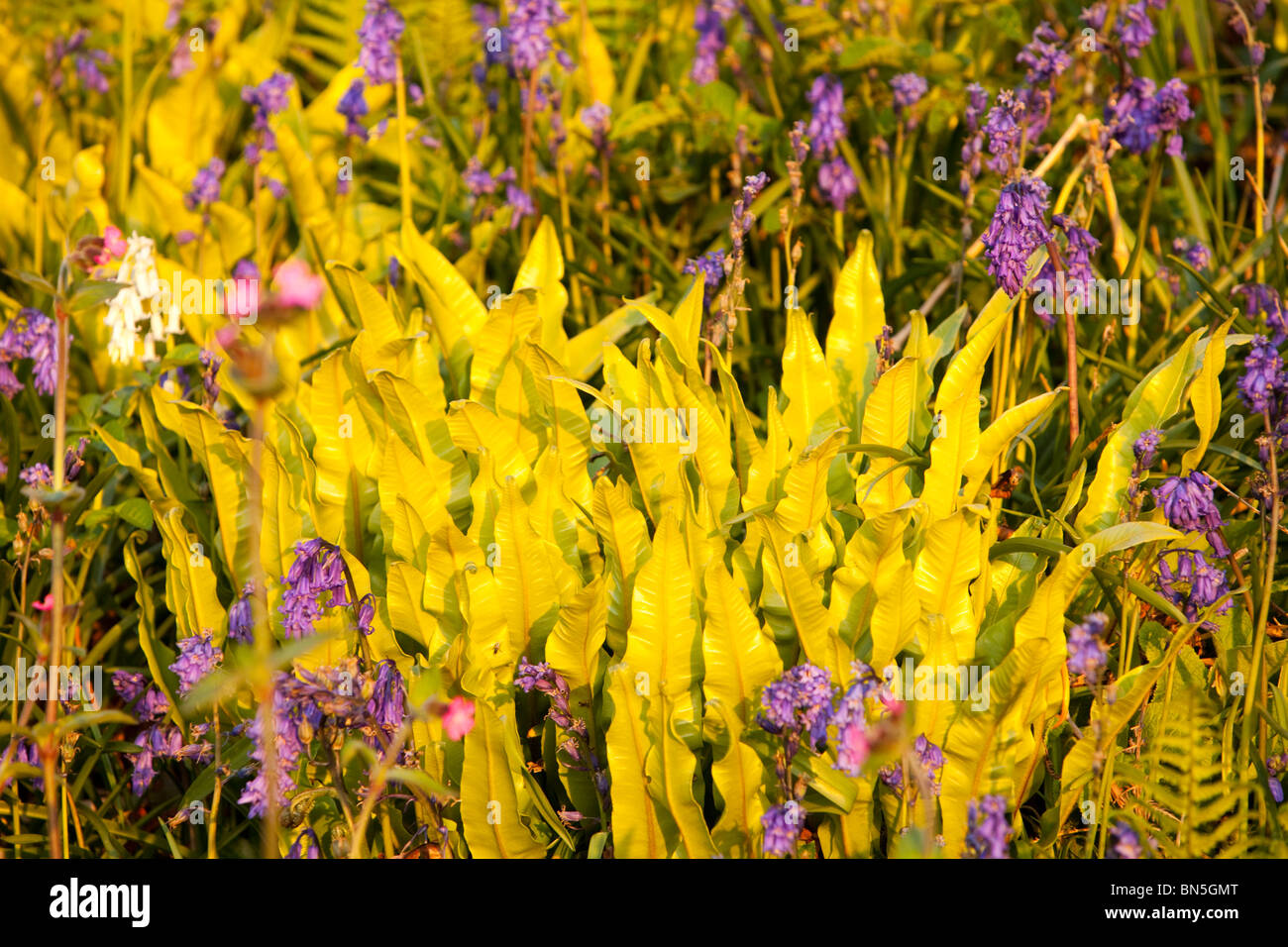 Late evening light on Hearts Tongue Fern, Red Campion and Bluebells on ...