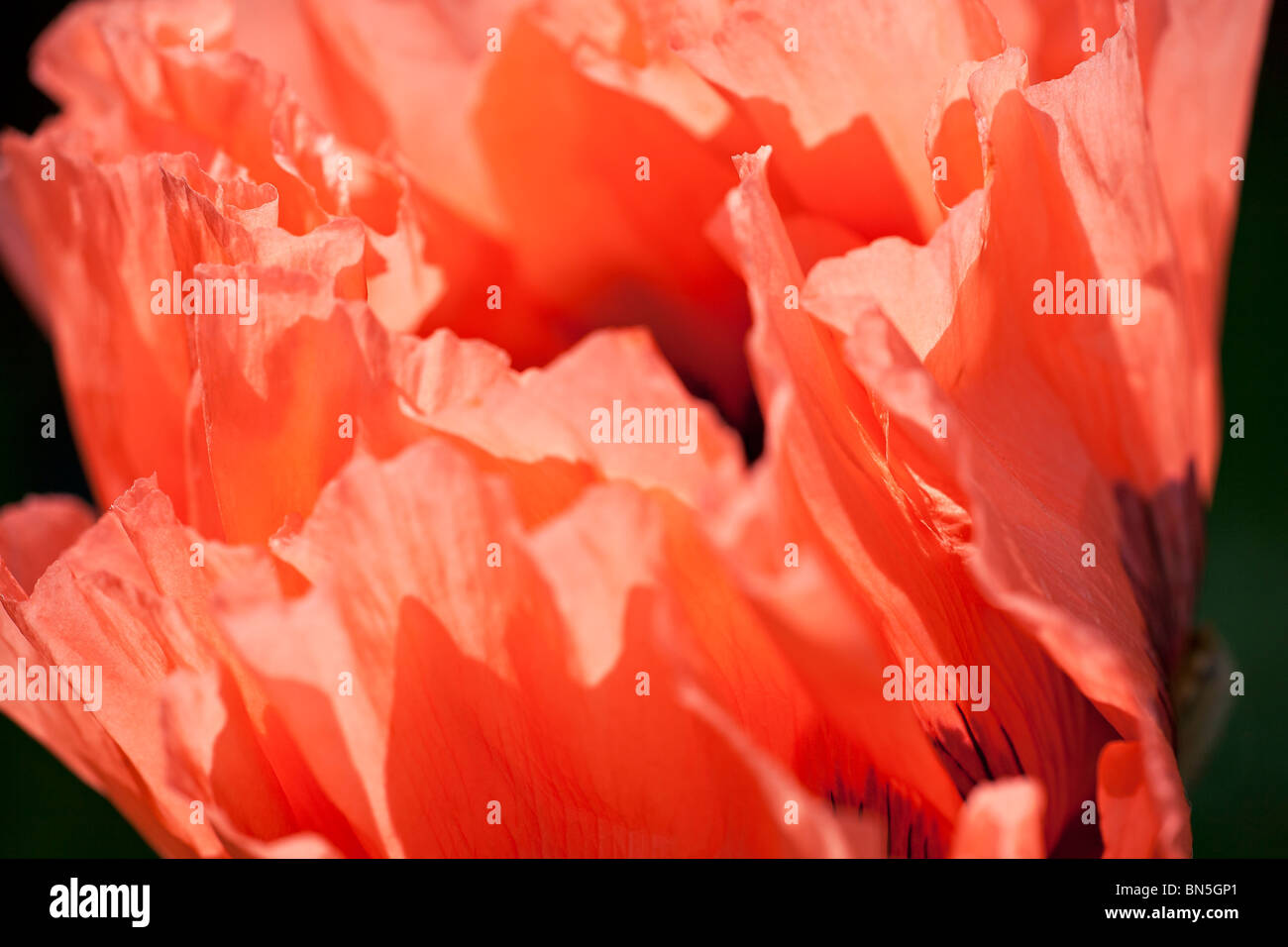 Tissue paper colour hi-res stock photography and images - Alamy