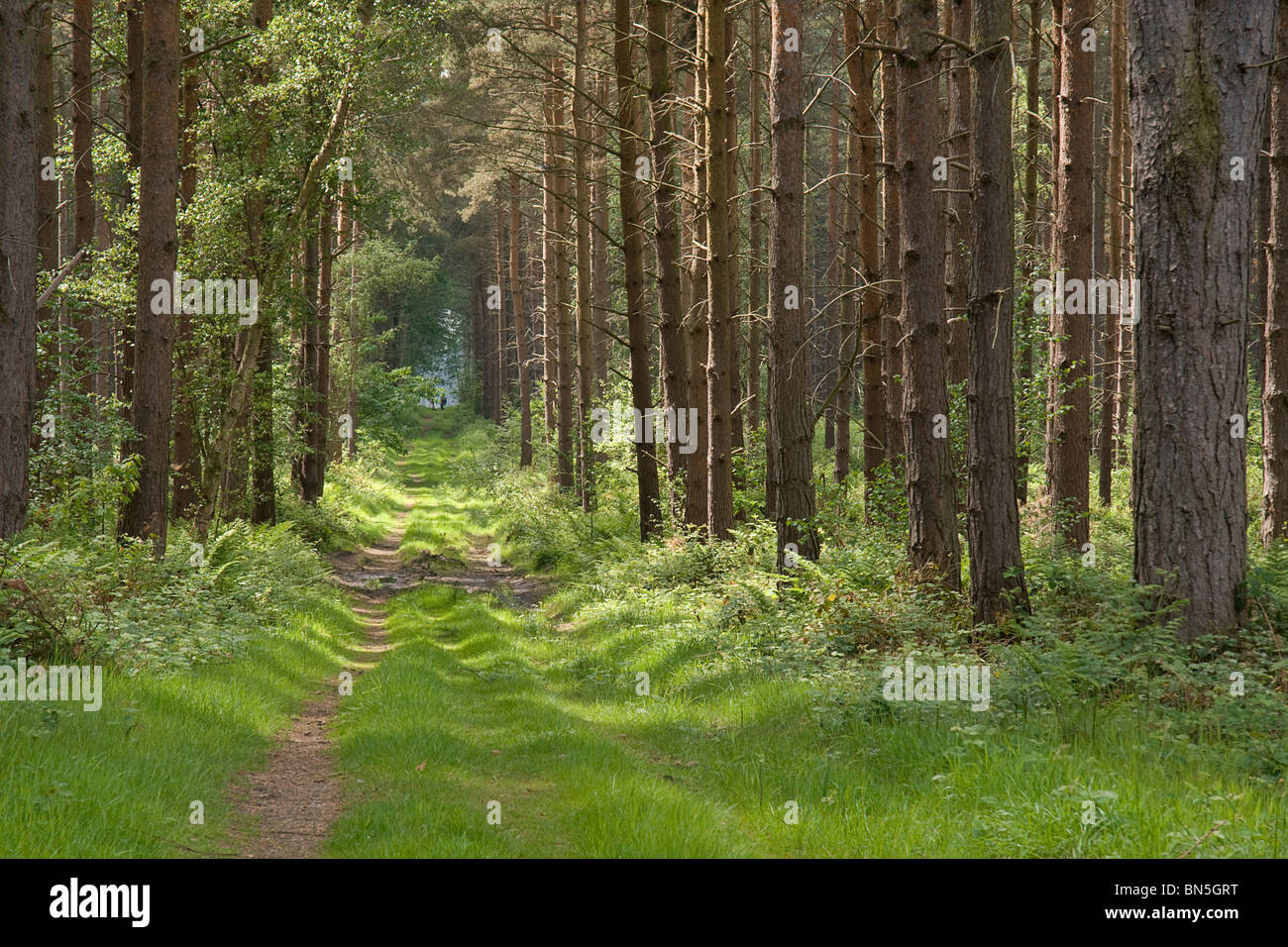 Firebreak Forest High Resolution Stock Photography and Images - Alamy
