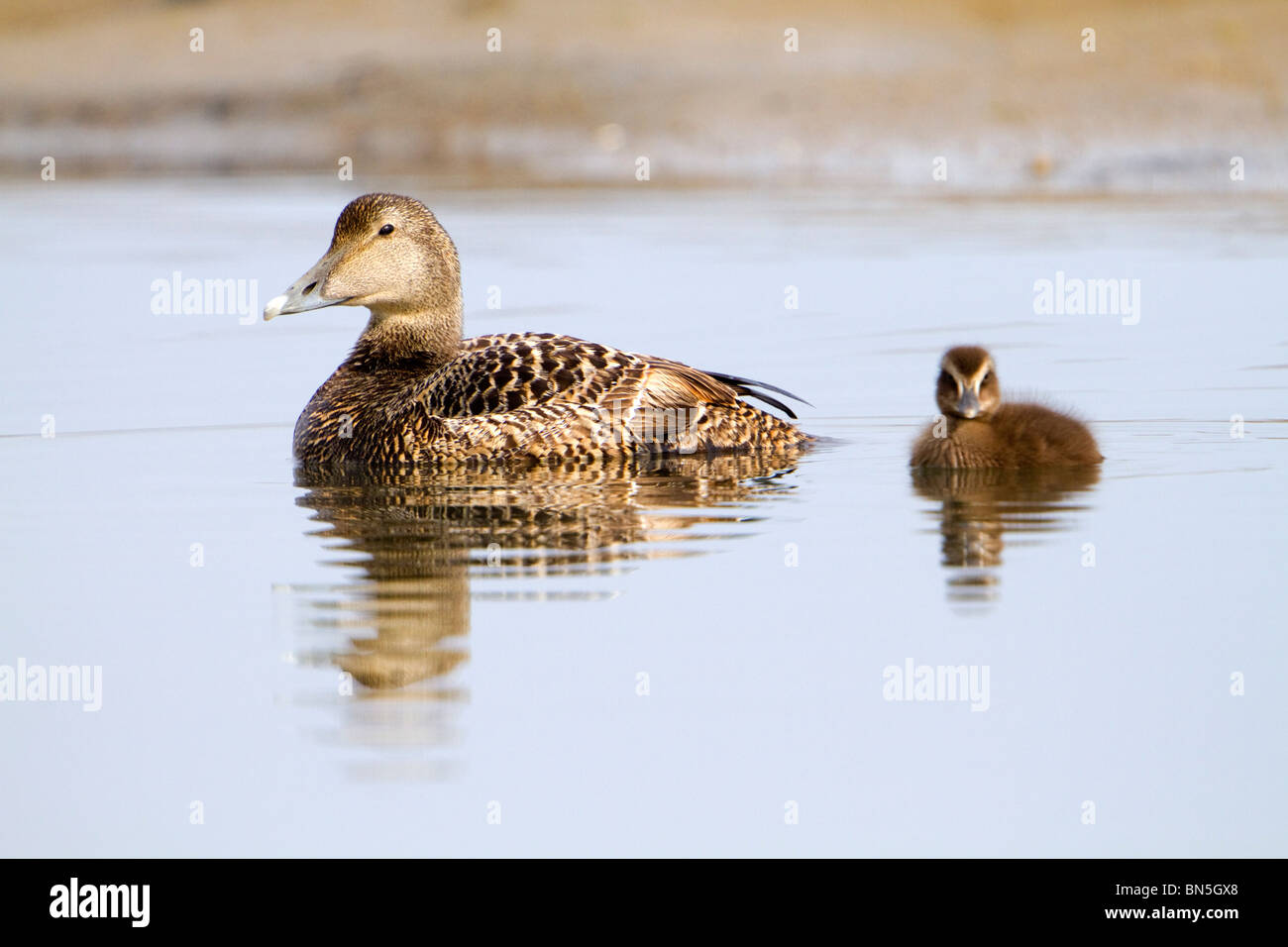 Eider; Somateria mollissima; female duck with chick Stock Photo - Alamy