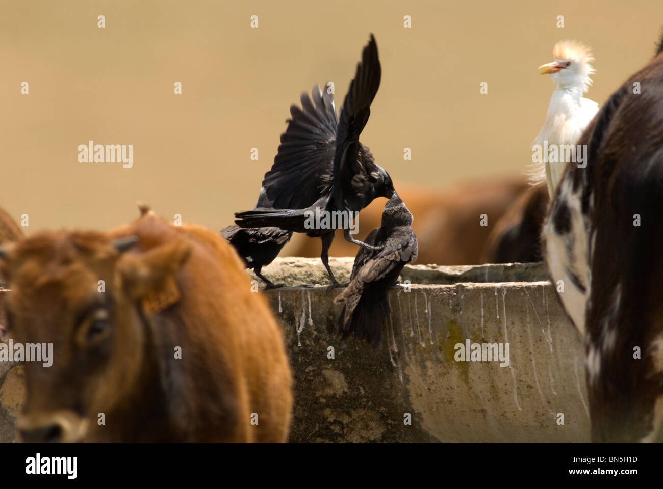 Crows and Cattle Egret gathered on edge of cattle watering trough Stock ...