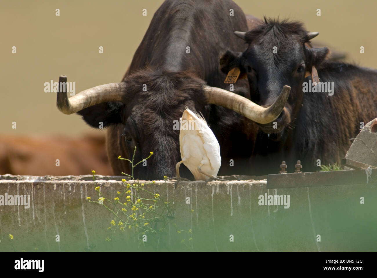 Cattle drinking from trough hi-res stock photography and images - Alamy