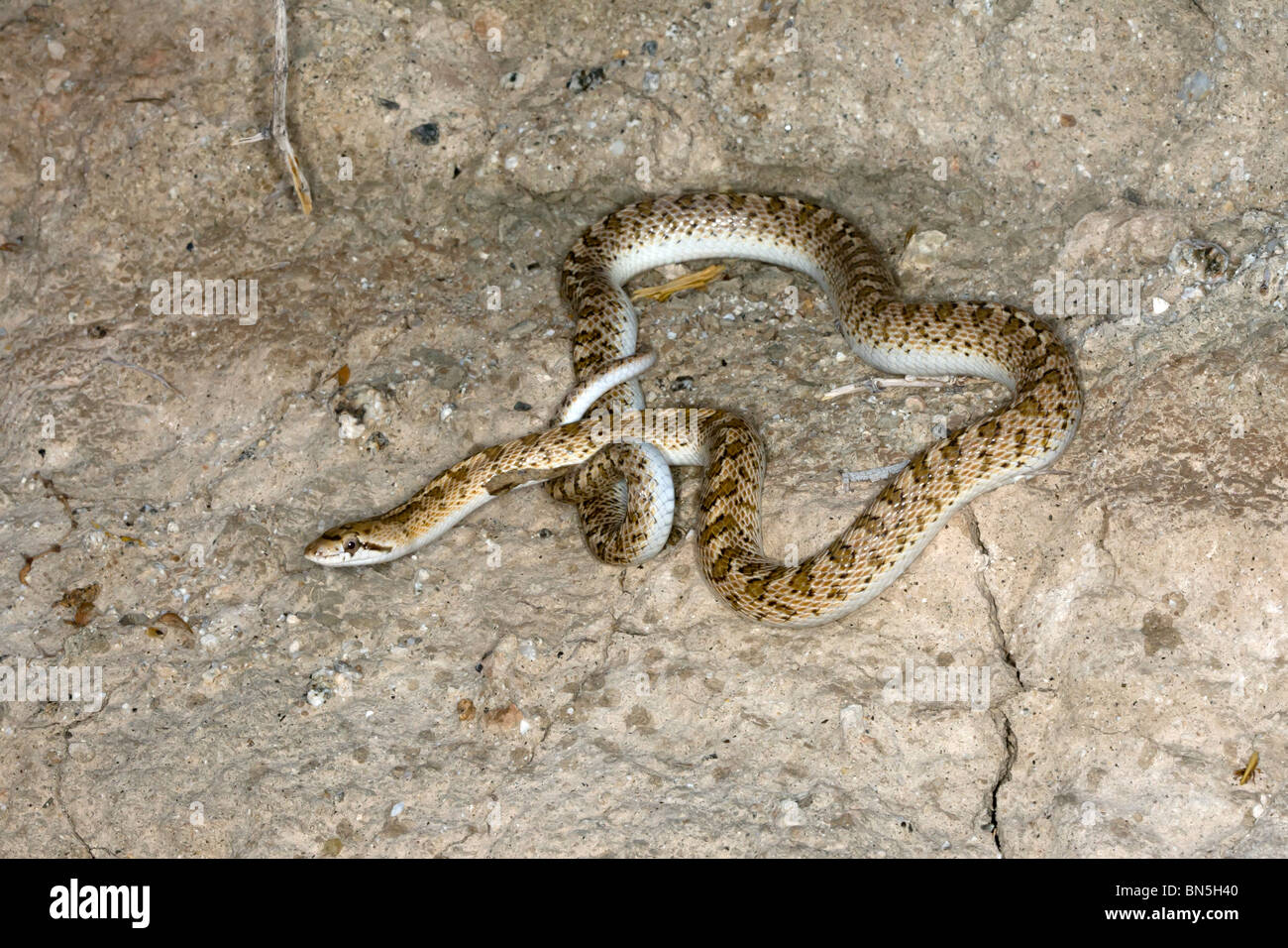 Orange snake hi-res stock photography and images - Alamy