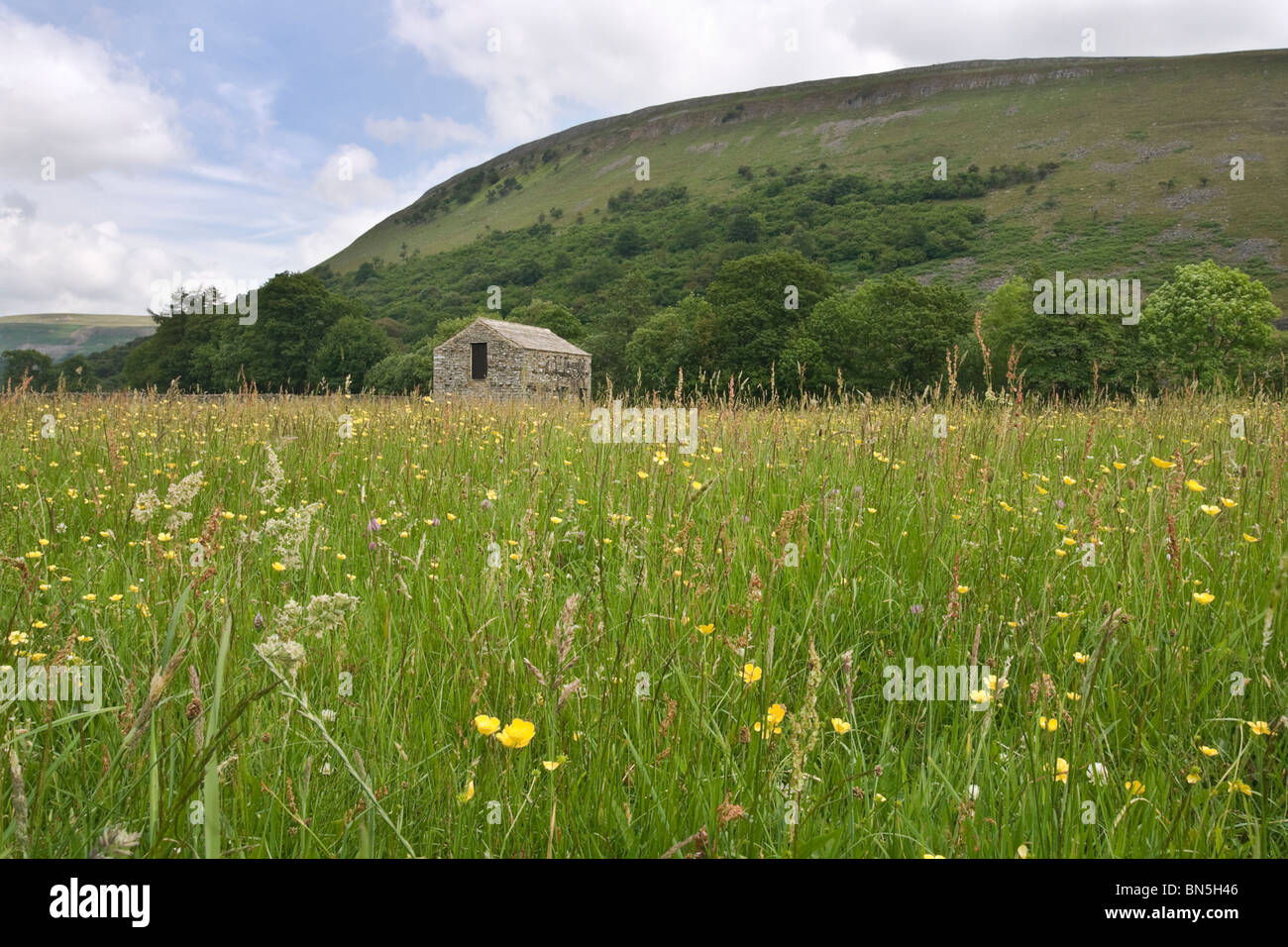 Flower meadow with field barn in Upper Swaledale, Yorkshire Dales ...