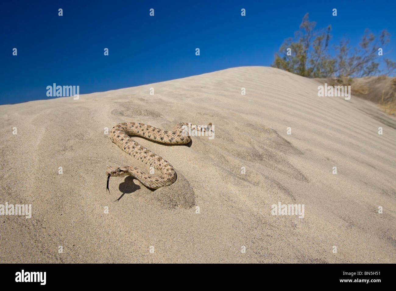 Sidewinder snake hi-res stock photography and images - Alamy