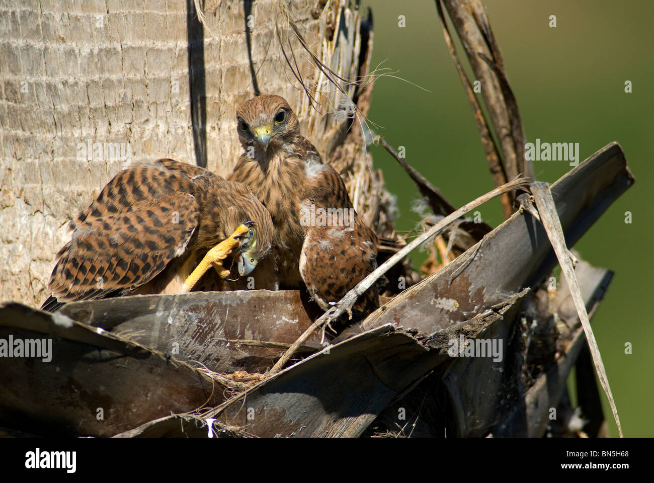2 Kestrel chicks in nest with one scratching it´s face with it´´s ...