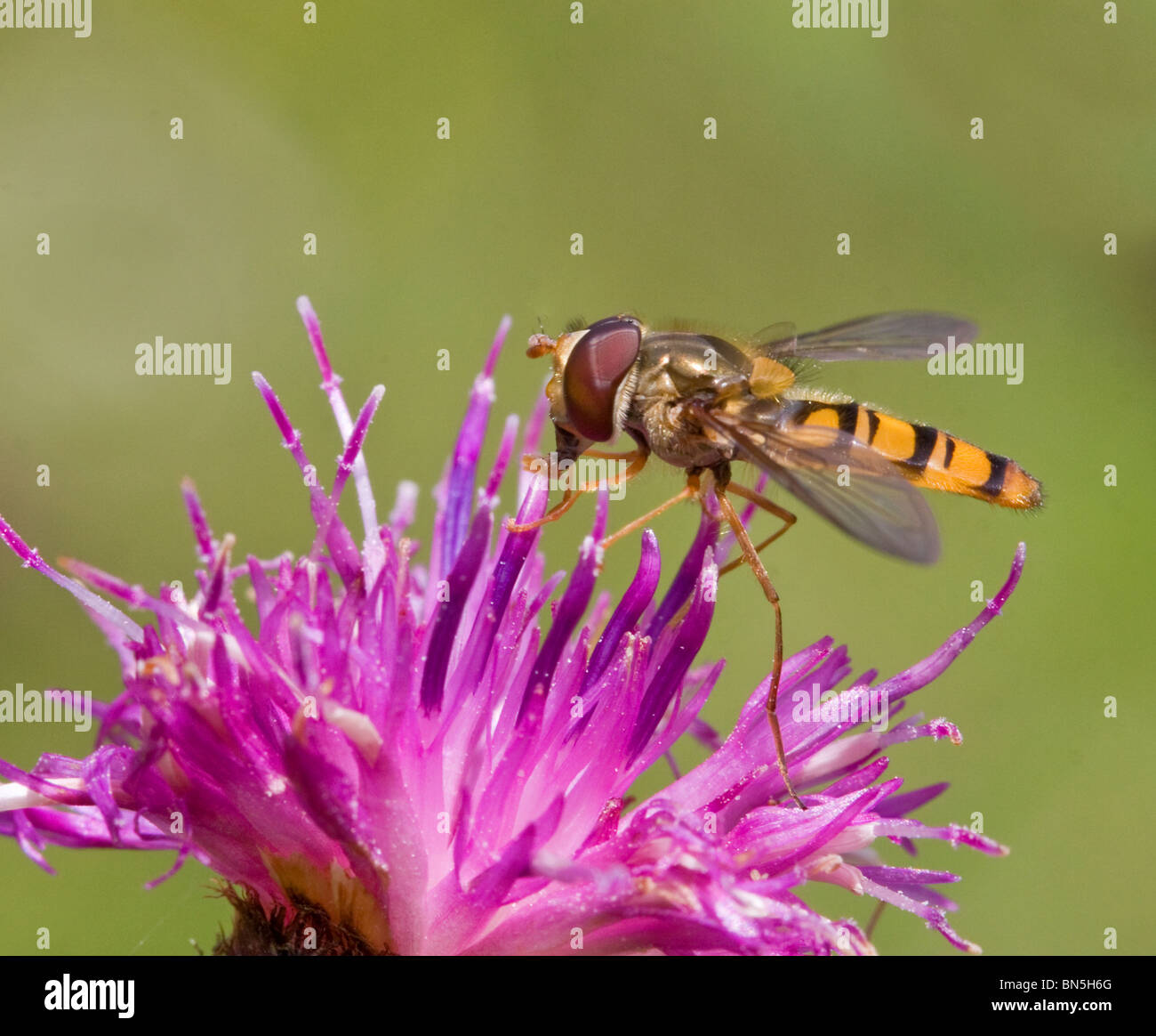 Hoverfly feeding on flower Stock Photo - Alamy